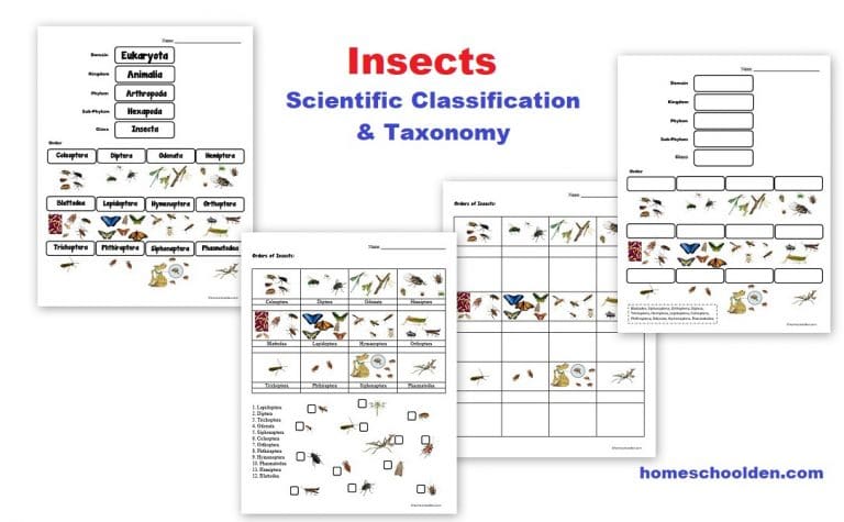 Scientific Classification and Taxonomy Worksheets and Labs - Homeschool Den