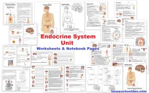 Human Body Systems - Worksheets - Homeschool Den