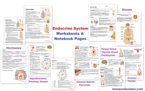 Muscular System Unit - Worksheets and Activities - Homeschool Den