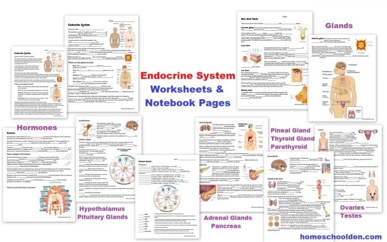 Skeletal System Worksheet Packet & 6 Hands-On Activities About Bones ...