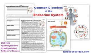 Endocrine System Unit - Homeschool Den