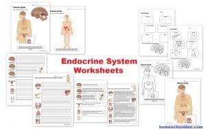 Skeletal System Worksheet Packet & 6 Hands-On Activities About Bones ...