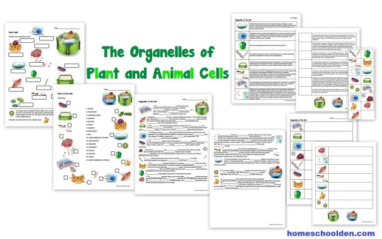 Free Cellular Respiration Worksheets - Homeschool Den