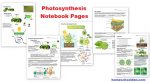 Photosynthesis Worksheets - Homeschool Den