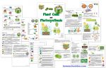 Photosynthesis Worksheets - Homeschool Den