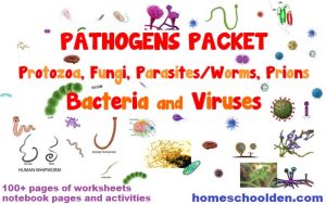 Pathogens Packet - Bacteria Viruses Protozoa Fungi Parasites and Prions ...