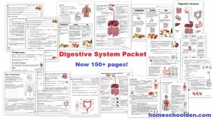 Digestive System Hands-On Activities - Esophagus, Stomach, Small ...
