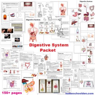 Human Body Activities - Digestive System - Homeschool Den