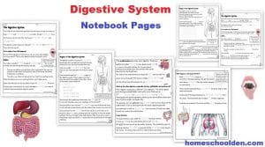 Digestive System Hands-On Activities - Esophagus, Stomach, Small ...