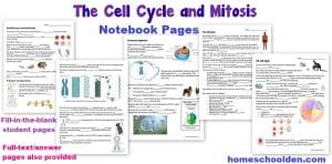 Cell Cycle and Mitosis Worksheet Packet - Homeschool Den