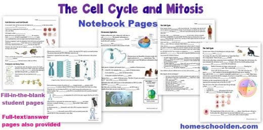 Cell Cycle and Mitosis Worksheet Packet - Homeschool Den