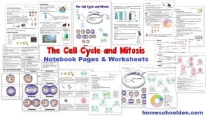Cell Cycle and Mitosis Worksheet Packet - Homeschool Den