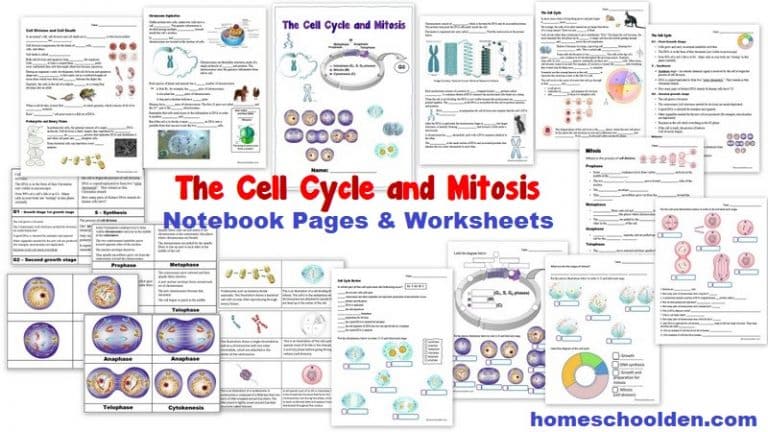 Cell Cycle and Mitosis Worksheet Packet - Homeschool Den