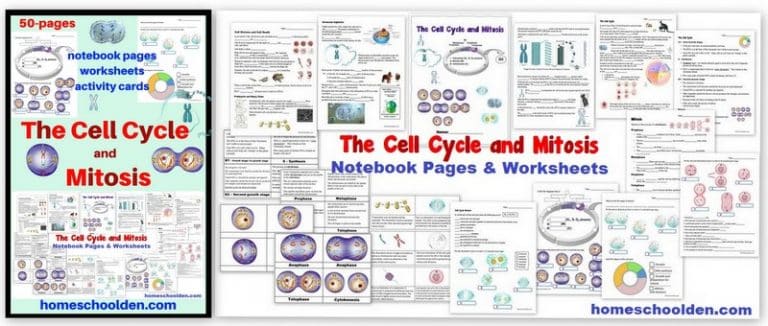 Cell Cycle and Mitosis Worksheet Packet - Homeschool Den