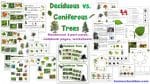 Deciduous vs Coniferous Trees Packet - Homeschool Den