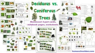 Deciduous vs Coniferous Trees Packet - Homeschool Den