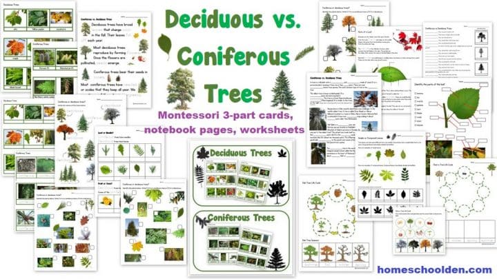 Fungi vs. Plants Packet - Worksheets and Montessori 3-part Cards ...