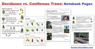 Deciduous vs Coniferous Trees Packet - Homeschool Den