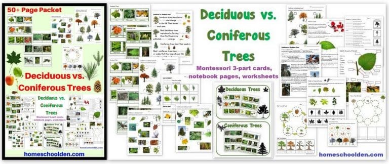 Fungi vs. Plants Packet - Worksheets and Montessori 3-part Cards ...