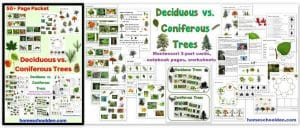 Deciduous vs Coniferous Trees Packet - Homeschool Den