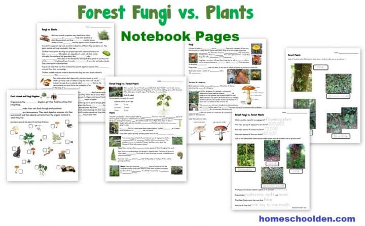 Fungi vs. Plants Packet - Worksheets and Montessori 3-part Cards ...