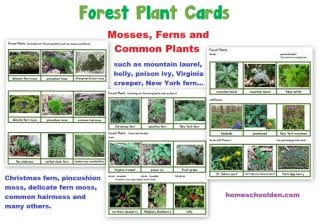 Fungi vs. Plants Packet - Worksheets and Montessori 3-part Cards ...