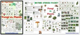 Fungi vs. Plants Packet - Worksheets and Montessori 3-part Cards ...