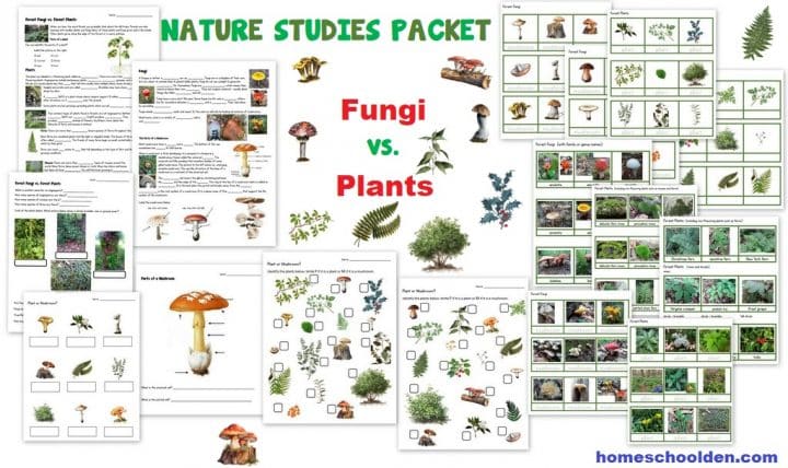 Fungi vs. Plants Packet - Worksheets and Montessori 3-part Cards ...