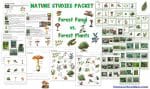 Fungi vs. Plants Packet - Worksheets and Montessori 3-part Cards ...