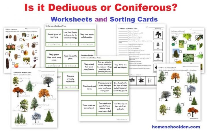 Deciduous Vs Coniferous Trees Packet Homeschool Den