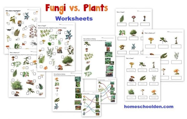 Fungi vs. Plants Packet - Worksheets and Montessori 3-part Cards ...