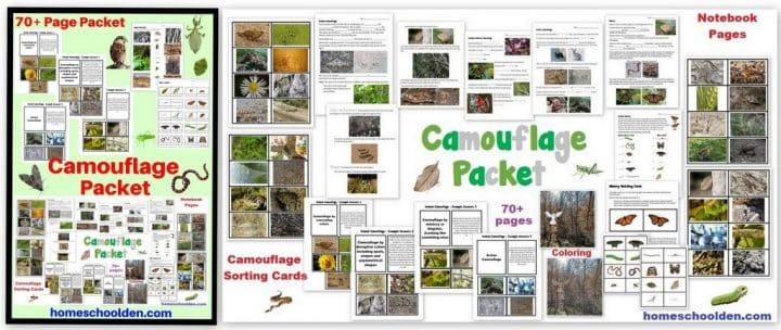 Deciduous vs Coniferous Trees Packet - Homeschool Den