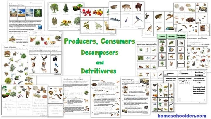 Producer Consumer Decomposer Packet - Homeschool Den