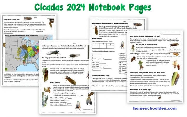 Cicada Worksheet Packet - Homeschool Den