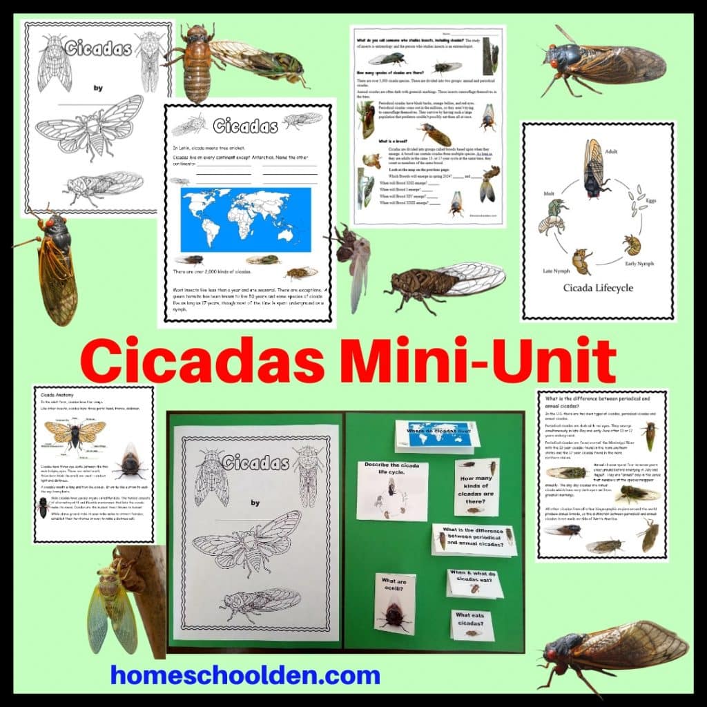 Cicada Worksheet Packet - Homeschool Den