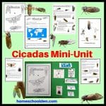 Cicada Worksheet Packet - Homeschool Den