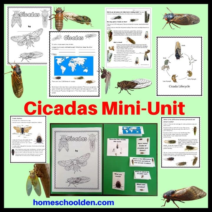 Cicada Worksheet Packet - Homeschool Den