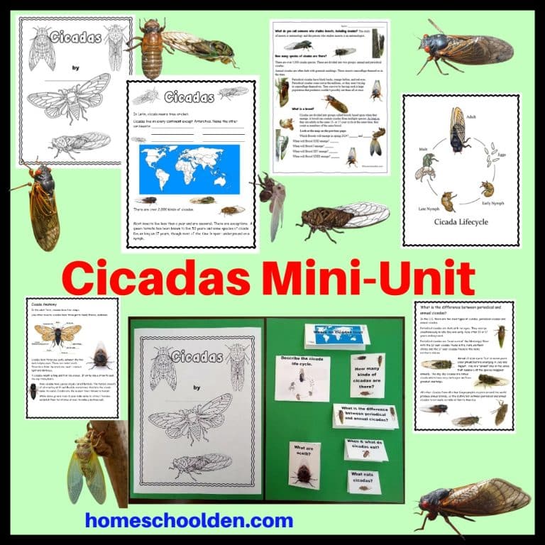 Cicada Worksheet Packet - Homeschool Den