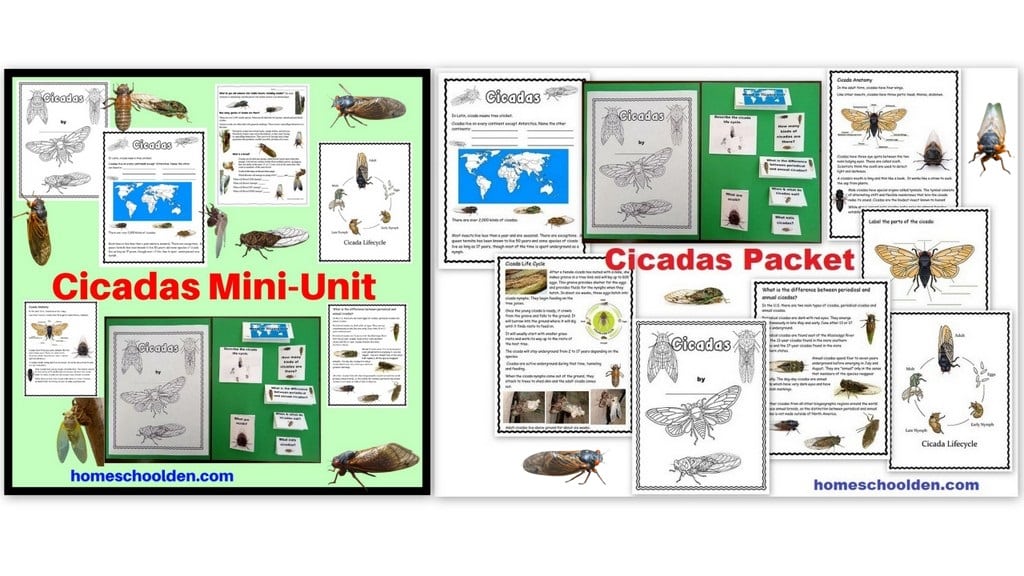Cicadas Mini-Unit - Homeschool Den