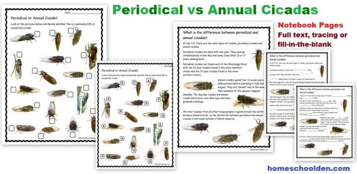 Cicada Worksheet Packet - Homeschool Den