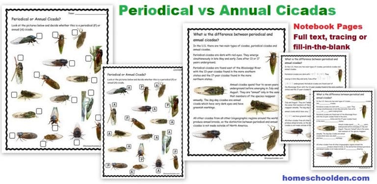 Cicada Worksheet Packet - Homeschool Den