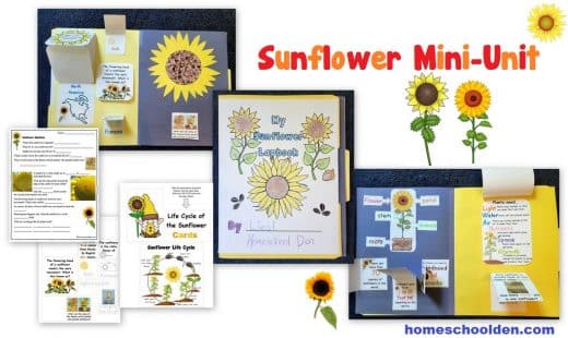 Sunflower Mini-Unit - Homeschool Den